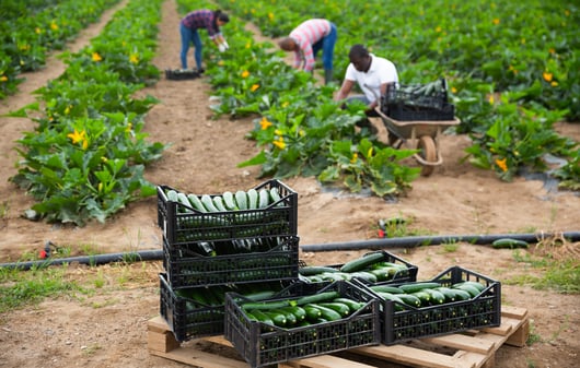 Loper Bright Enterprises v. Raimondo